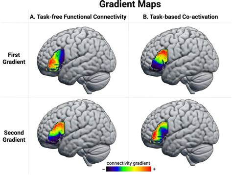 The First 2 Gradient Maps Extracted From The A Task Free Fc Similarity Download Scientific