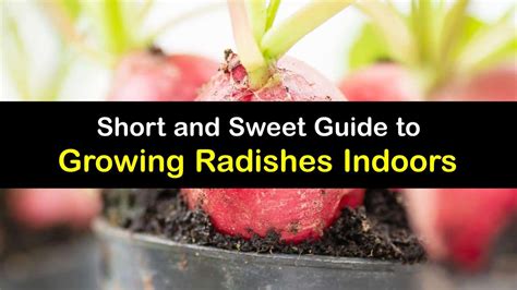 Growing Radishes Inside Awesome Ways To Plant Radishes Indoors