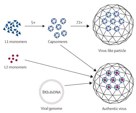 Hpv Virus Model