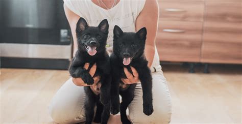 Schipperke Breed Guide Lifespan Size And Characteristics