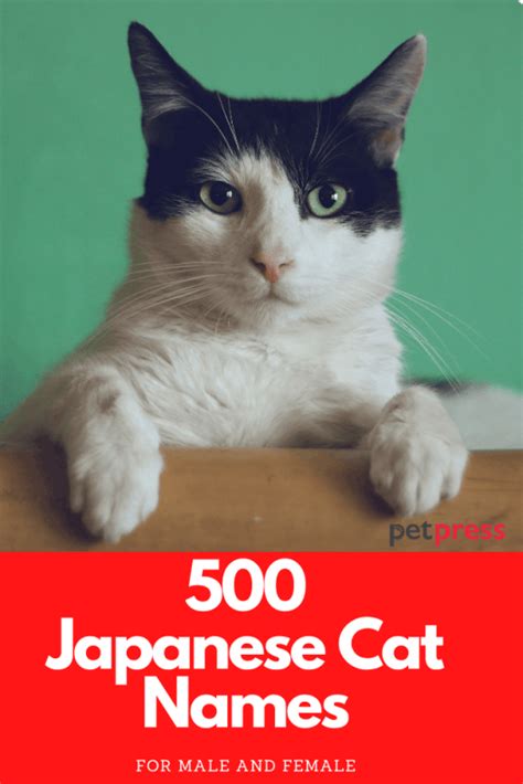 Best 500 Japanese Cat Names Male And Female Names With Meanings