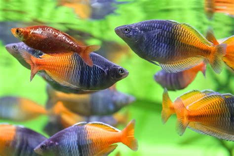 Rainbow Fish Aquarium