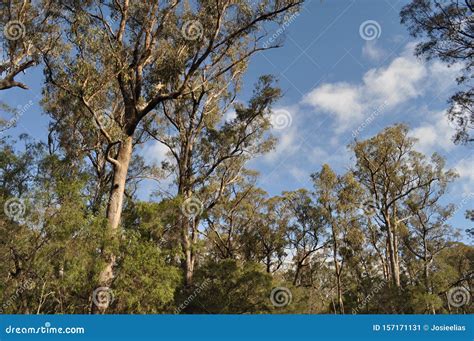 Tuart Trees Foliage And Branches Australia Stock Image Image Of