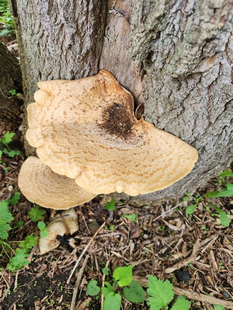 Fungus Identification R Fungi