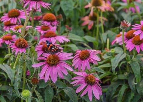 Growing Echinacea Purpurea ‘purple Coneflower Get Your Care And
