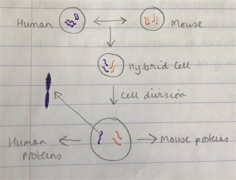 95 Genetics Chromosome Mapping Flashcards Quizlet