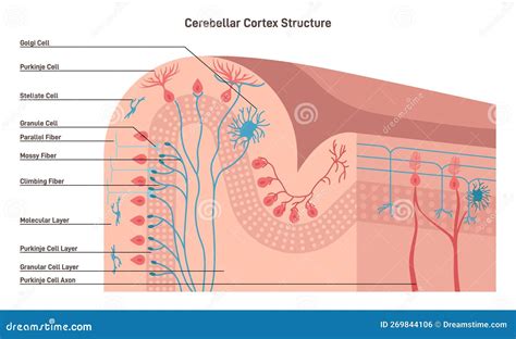 Cerebral Cortex Layers
