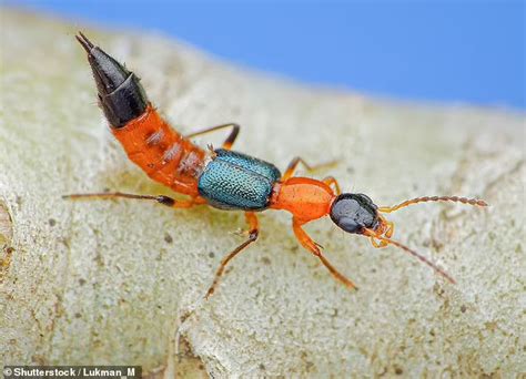 Bali Tomcat Beetle Causes Mother To Develop Rashes And Blister