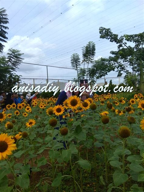 Tempat Wisata Warga Bandung Taman Bunga Matahari Pvj Bandung