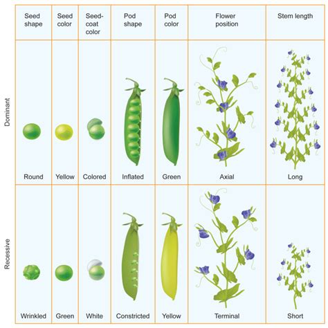 Recessive Gene Examples
