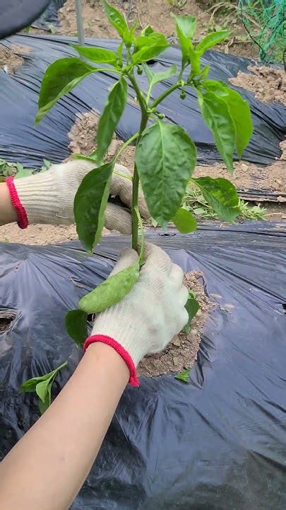고추순 따기 고추곁순 제거 Youtube