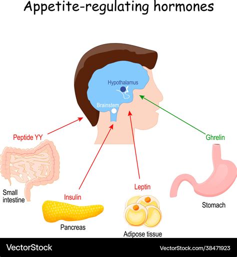 Regulatory Hormones