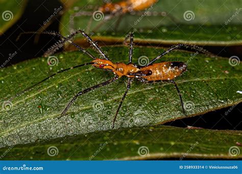 Assassin Bug Nymph Stock Photo Image Of Wild Nymph 258933314