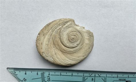 What Kind Of Gastropod Fossil Id The Fossil Forum