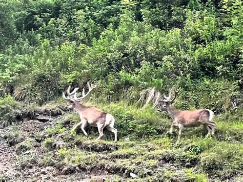 ირმები თუშეთიდან ფოტოები Knews Ge