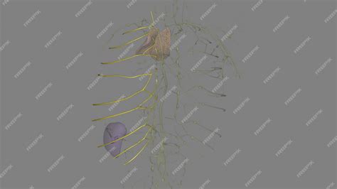 Premium Photo The Intercostal Lymph Nodes Intercostal Glands Occupy The Posterior Parts Of The