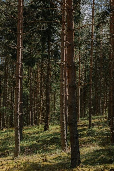 경치 고요한 광야 광합성 나무 나무 껍질 나무 줄 나무 줄기 나무가 우거진 나뭇잎 녹색 숲 녹지 농장 대기 질 덤불 삼림지대 상록수 생물