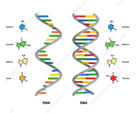 Dna And Rna Structure Diagram
