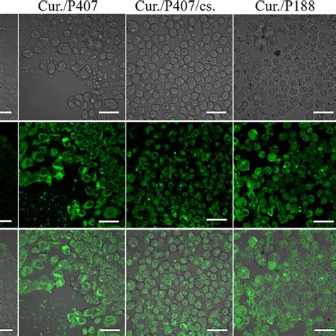 The Release Of Curcumin From Soluplus® Curcumin Co‐grinding Mixture