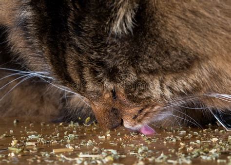 A Cat Eating Catnip Stock Image Image Of Tongue Feline
