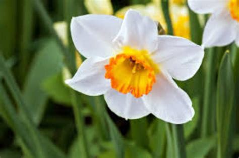 جدیدترین عکس گل نرگس زیبا با کیفیت خواص درمانی گل نرگس 1