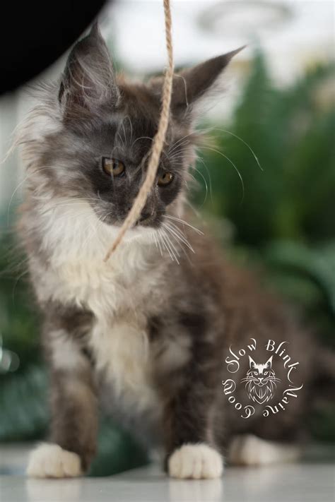 Biggest And Best Maine Coon Gallery Maine Coons All Colors