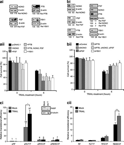 Altered Expression Of Ptb Binding Proteins Controls Apoptotic Rates Download Scientific