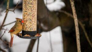 5 Types Of Bird Feeders And What Theyre Good For