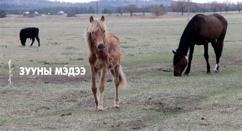 Фото Хөдөөгийн сайхан