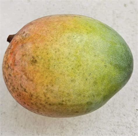 Keitt Mango Grow Guide Tropical Tree Guide