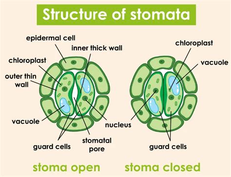 Understanding Stomata Types Diagram Function Gkbooks