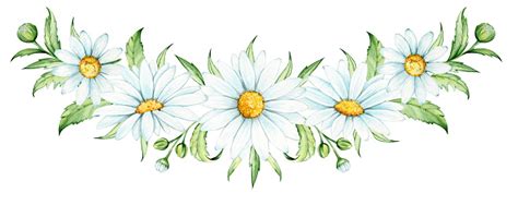 카모마일 잎 격리 된 배경에 수채화 도면 빈티지 스타일의 초대장과 엽서의 꽃다발 0명에 대한 스톡 벡터 아트 및 기타 이미지 0명 꽃 나무 꽃 식물 Istock