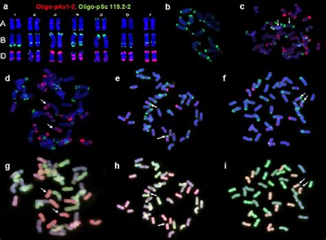 Root Tip Metaphase Chromosomes Of Wheat Aegilops Sharonensis Download Scientific Diagram