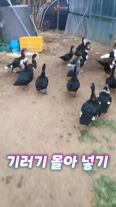 말 잘듣는 기러기 Youtube