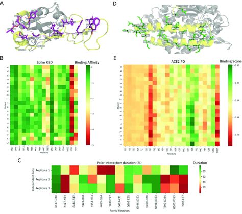 Mutational Effects At Key Interface Residues On The Spike Rbd And Ace2 Download Scientific