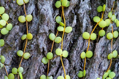 작은 즙이 많은 녹색 잎을 가진 포도 나무는 껍질에 성장합니다 성장 개념에 대한 스톡 사진 및 기타 이미지 성장 개념 식물 의존 Istock