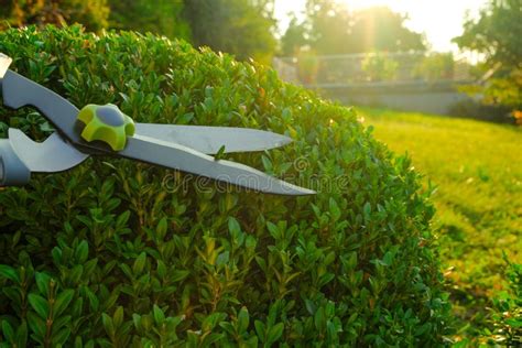 Shearing Plants In The Garden Boxwood Round Shape Tool For Plant Formation Topiary Pruning