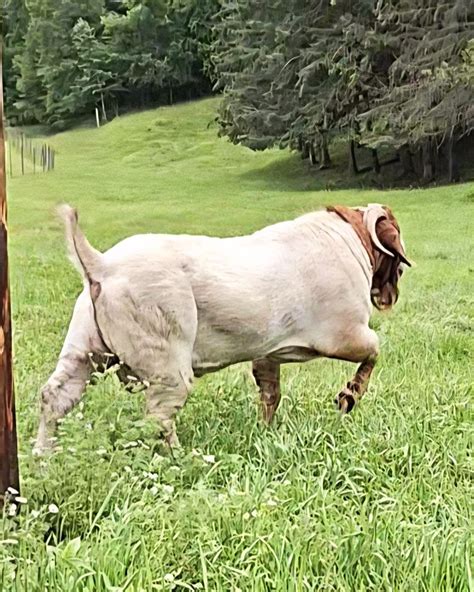 Odd Barn Farm Boer Goats Added Odd Barn Farm Boer Goats