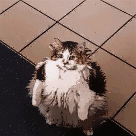 Loops Brother Loops Brother Looper Discover Share GIFs