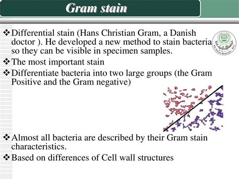 Ppt Bacterial Stains Powerpoint Presentation Free Download Id525569