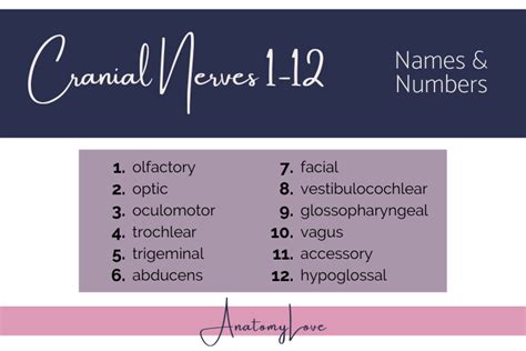 Introduction To Cranial Nerves AnatomyLove