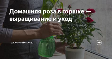 Домашняя роза в горшке — выращивание и уход | Идеальный огород | Дзен
