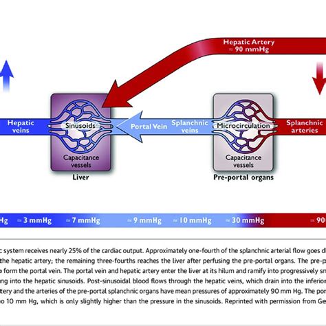 Representation Of The Splanchnic Vasculature Download Scientific Diagram