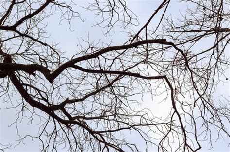 Premium Photo Forest In Autumn Trees Wintering Trees Without Leaves Trunks Nature