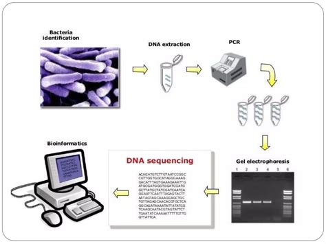 Classification Of Microorganisms Pptx