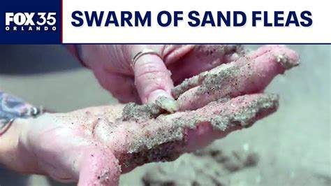 Florida Sand Flea Bites Prevention Tips You Need To Know Florida