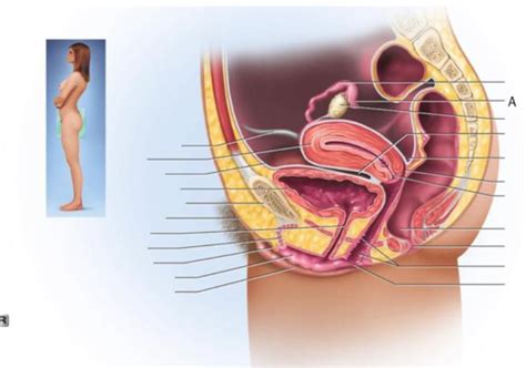 Module Pre Lecture Flashcards Quizlet