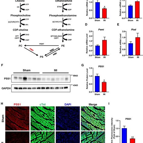 Gene Expression Related To Phosphatidylserine Ps Synthesis And