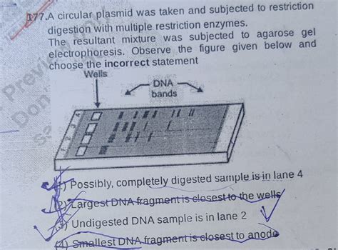 177 A Circular Plasmid Was Taken And Subjected To Restriction Digestion W