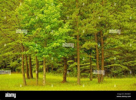 Storm Clouds Filtering The Sunlight Highlighting A Group Of Trees In A Forest Giving A Luminous